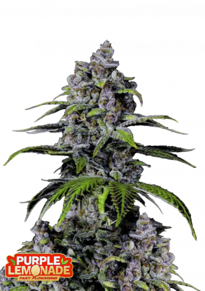 Fast Buds Cannabis Seeds Purple Lemonade FF - Number of Fast Buds Cannabis Seeds Purple Lemonade FF - Number of