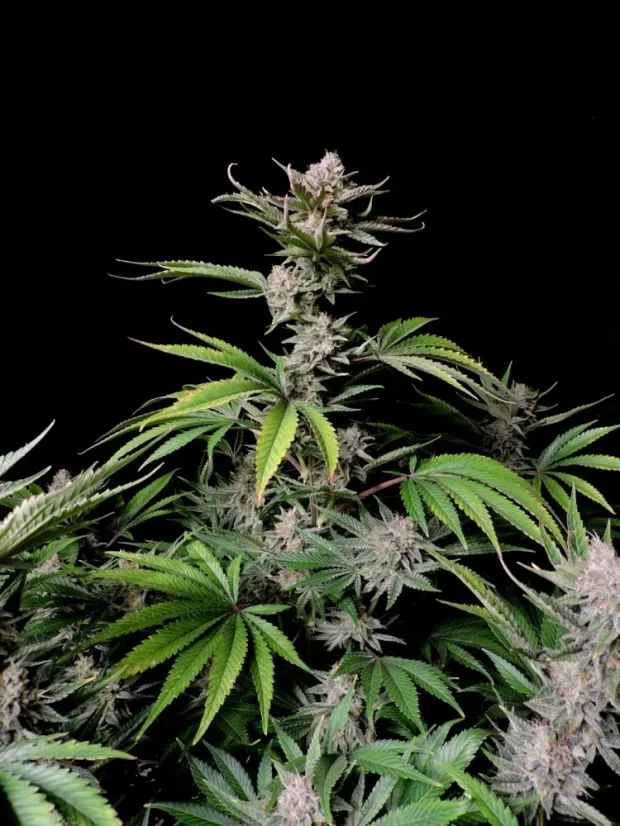 Fast Buds Sementes de Cannabis Cereja Cola Auto