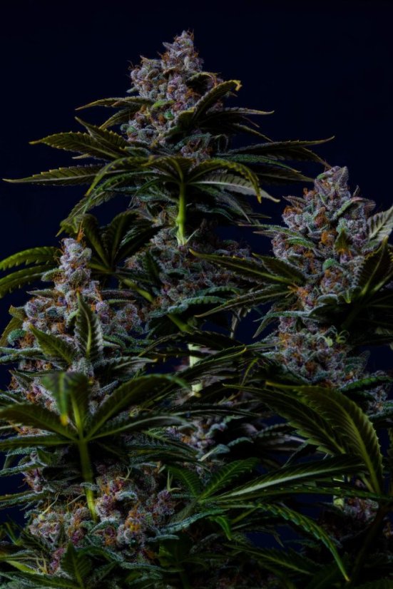 Fast Buds Cannabis Seeds Purple Lemonade FF - Number of Fast Buds Cannabis Seeds Purple Lemonade FF - Number of