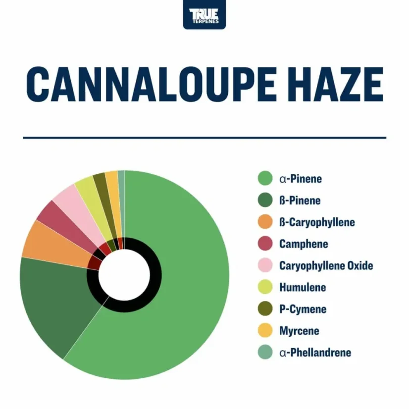 True Terpenes არომატიზირებული Cannaloupe Haze (5 მლ - 960 მლ)