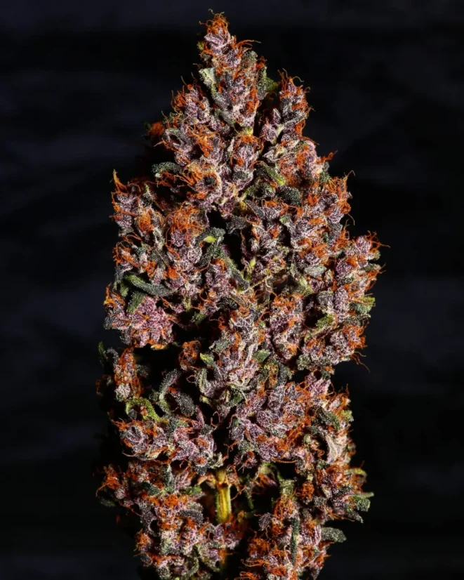 Fast Buds Cannabis Seeds Crystal Meth Auto